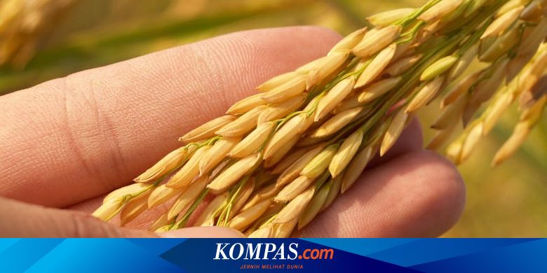 IPB University Luncurkan Varietas Padi Unggul Baru, IPB 9G