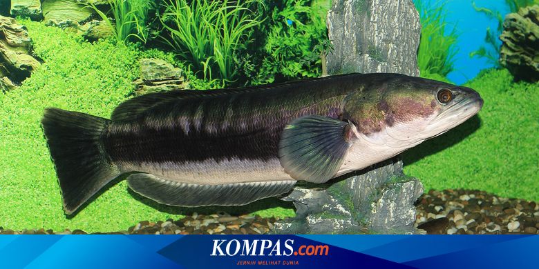 Ikan Toman Kaya Kandungan Nutrisi, dari Albumin hingga Asam Amino