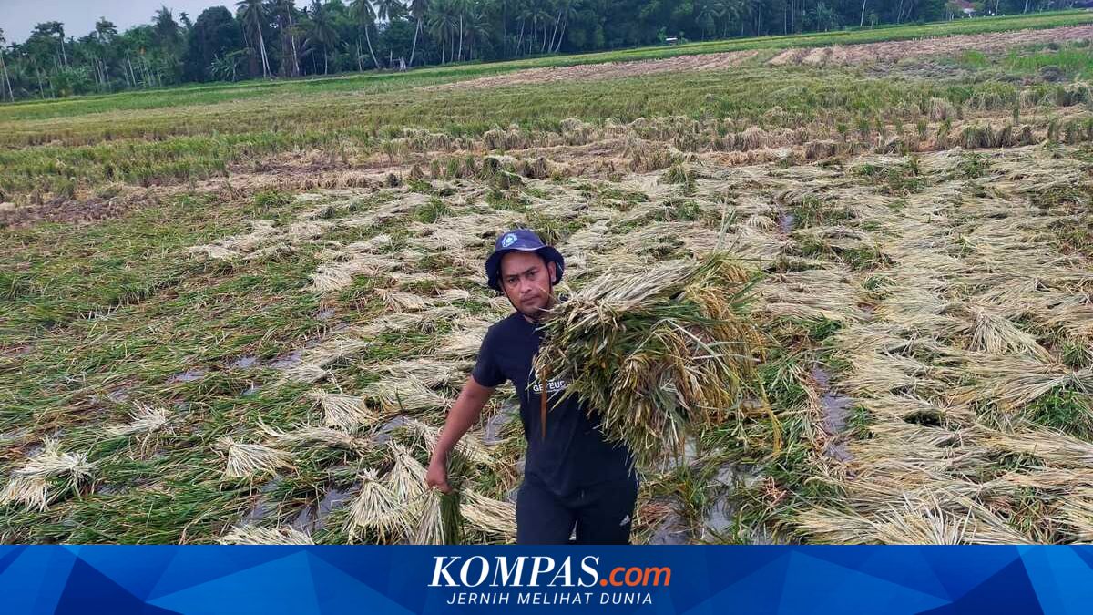 Menutup Celah Mafia Pupuk, Mensejahterakan Petani di Aceh...