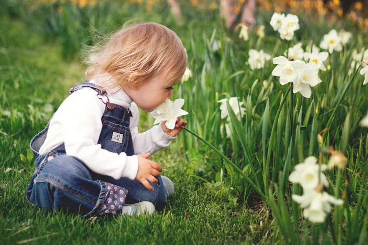 Foto : Dari Mana Asal Aroma Bunga?