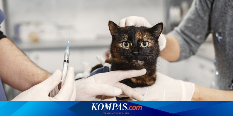 Apakah Kucing Rumahan Tetap Harus Divaksin?