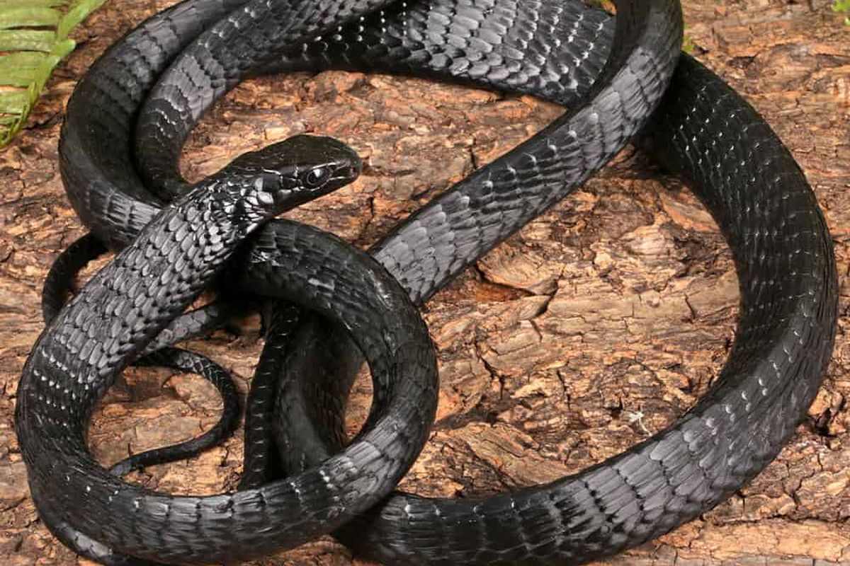 Spesies Baru Ular Pohon dari Papua Nugini, Ditemukan Sedang Membelit Elang