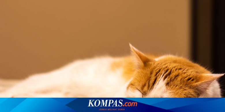 Siapa Nama Kucing Nabi Muhammad SAW?