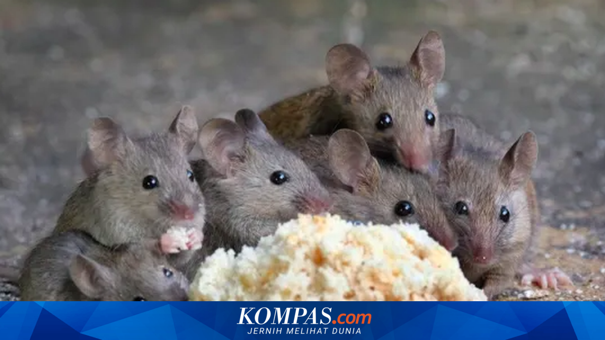 4 Cara Ampuh Mengusir Tikus yang Ada di Rumah dengan Garam