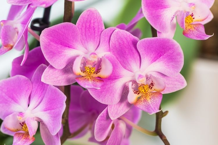7 Penyebab Bunga Anggrek Rontok dan Cara Mengatasinya