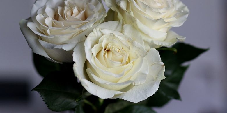 Cari Tahu Arti Bunga Mawar Putih Sebelum Menjadikannya Hadiah - Kompas.com