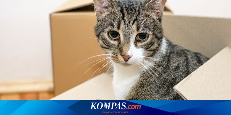Penyebab Pupil Mata Kucing Membesar