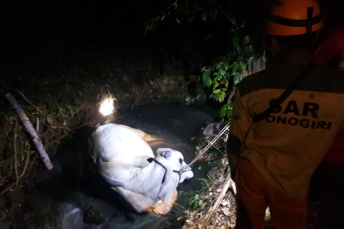 Nyemplung Parit dan Patah Kaki, Sapi di Wonogiri Batal Jadi Hewan Kurban