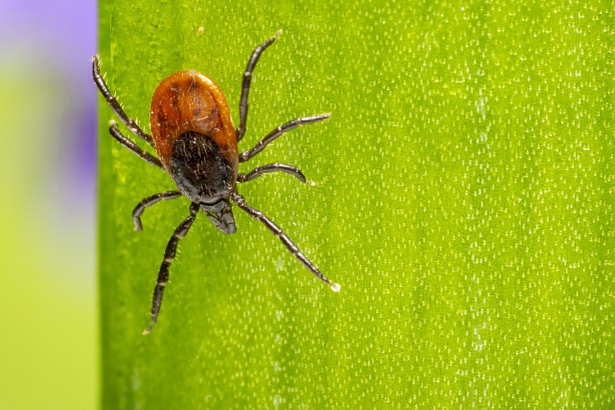 Cara Membasmi Tungau Laba-laba pada Tanaman