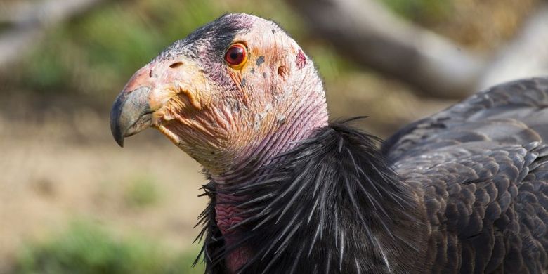 Hewan-hewan Terjelek di Dunia, Ada yang seperti Bola Lendir