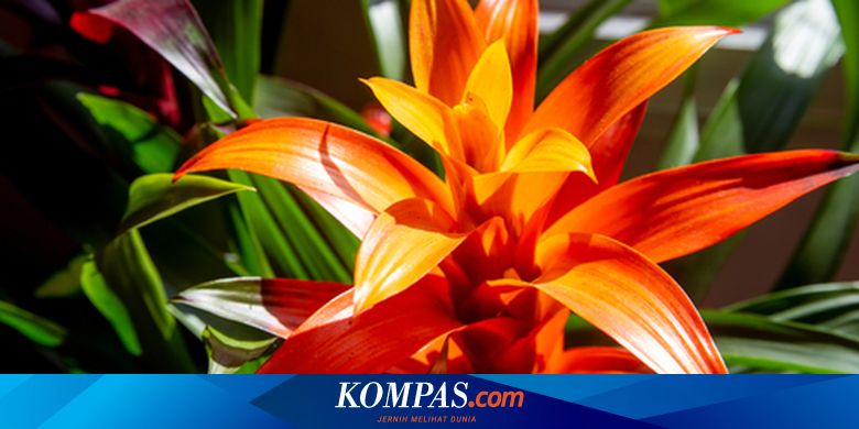 Mengenal Tanaman Bromelia yang Cantik dan Minim Perawatan
