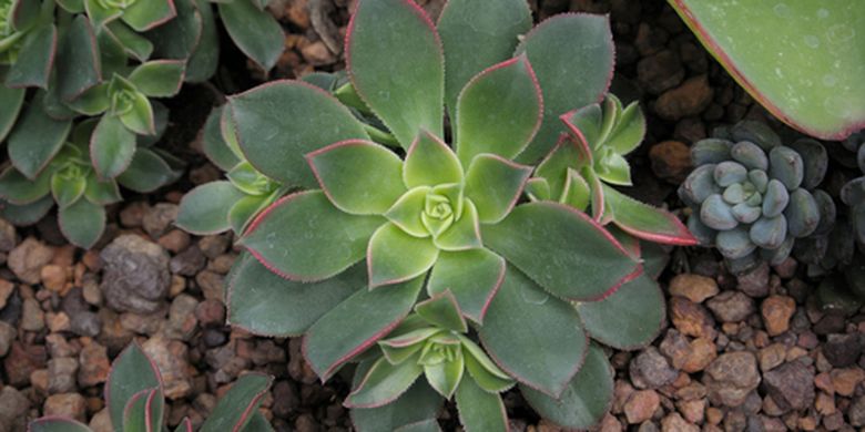 7 Jenis Tanaman Hias Daun yang Corak dan Warnanya Cantik