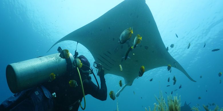 Penambangan Pasir Laut Ancam Hiu Berjalan dan Pari Manta yang Hampir Punah