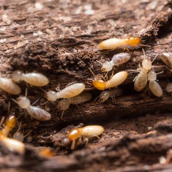 Foto : Cara Membasmi Rayap dari Rumah dengan Garam Halaman 2