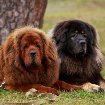8 Ras Anjing yang Terlihat Mirip Singa, Penyayang dan Setia