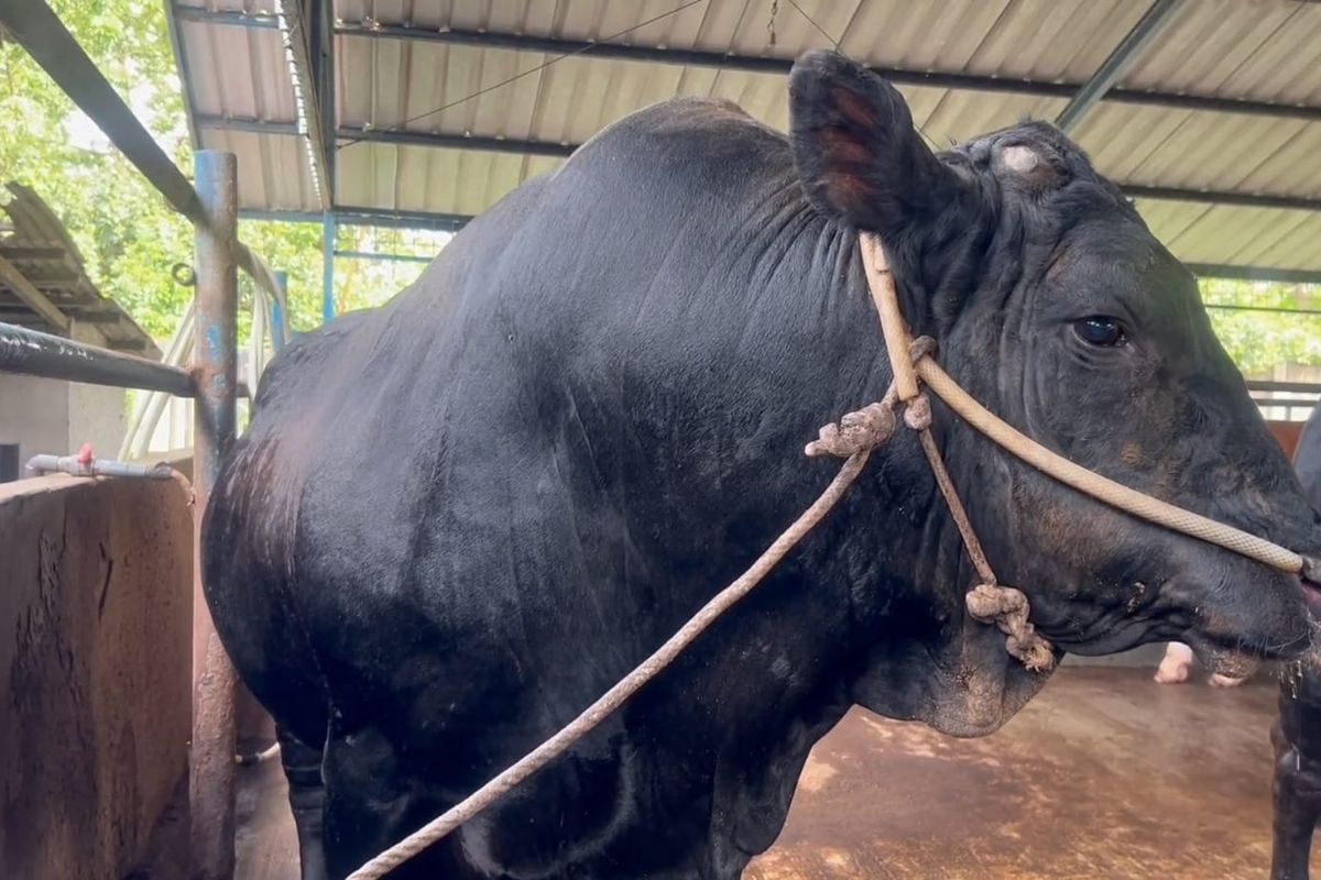 8 Sapi Kurban Presiden Prabowo di Babel, Rutin Dimandikan dan Diberi Sagu
