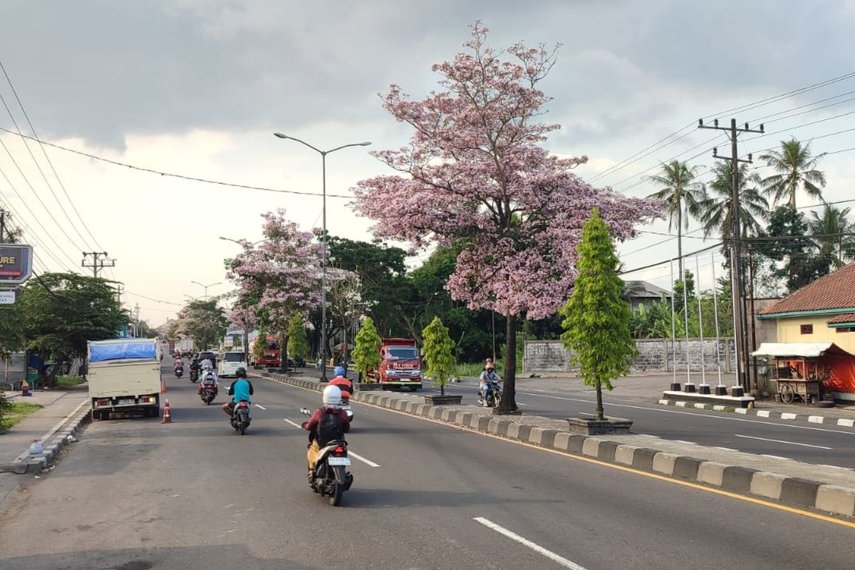 Mengintip Keindahan Tabebuya Mekar di Magelang, seperti Mini Jepang