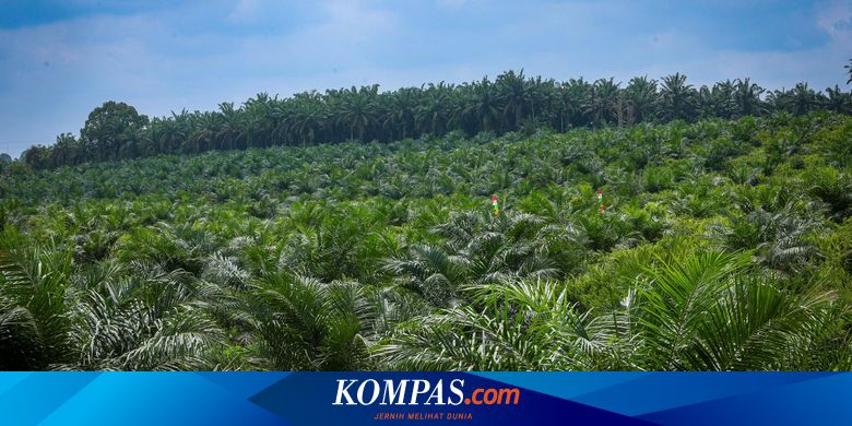 Prabowo Bentuk Satgas Penertiban Kawasan Hutan untuk Lahan Sawit, Dipimpin Sjafrie Sjamsoeddin