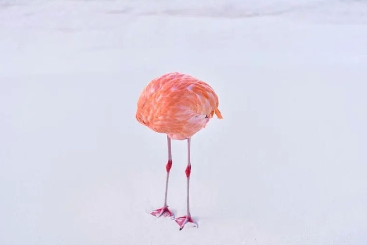 Manusia Tak Kalah dari Kecerdasan Buatan, Foto Asli Menang di Kompetisi ...