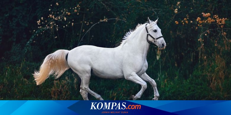 5 Ras Kuda Terindah di Dunia