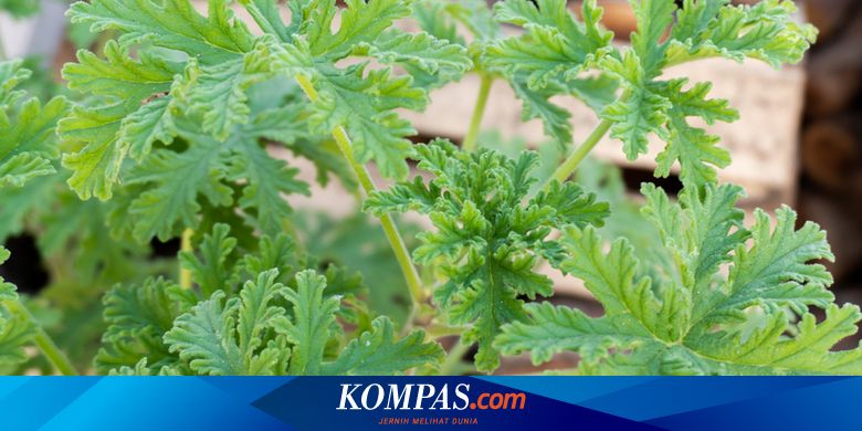 Betulkah Tanaman Citronella Efektif Mengusir Nyamuk? Halaman all ...