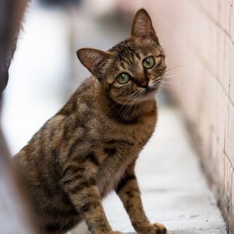 7 Fakta Unik Kucing Mujair, Si Belang yang Menggemaskan