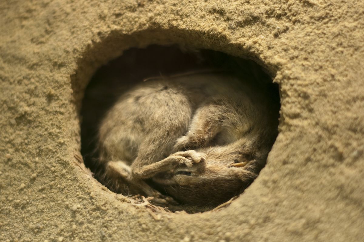 Apa itu Hibernasi?