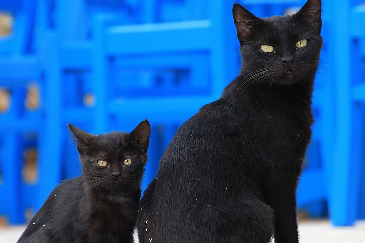 7 Fakta Menarik Kucing Hitam, Ternyata Bawa Keberuntungan