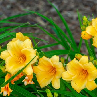 5 Bunga Berwarna Kuning yang Dapat Ditanam di Taman Rumah