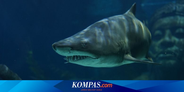 Videonya Sempat Viral, Hiu Macan yang Membunuh Turis Rusia di Mesir ...