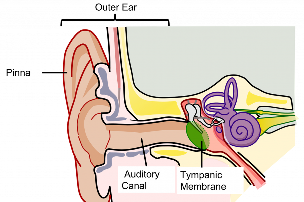 Gendang Telinga: Pengertian, Fungsi, dan Cara Merawatnya
