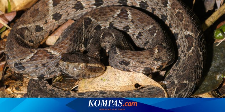 Bagaimana Cara Ular Memproduksi Bisa yang Mematikan?
