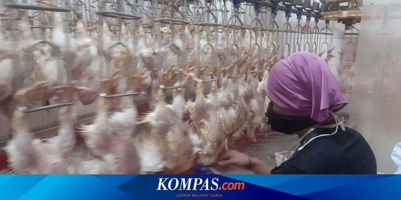 Produksi Ayam Potong Diproyeksi Surplus, Pengusaha Disarankan Pakai ...