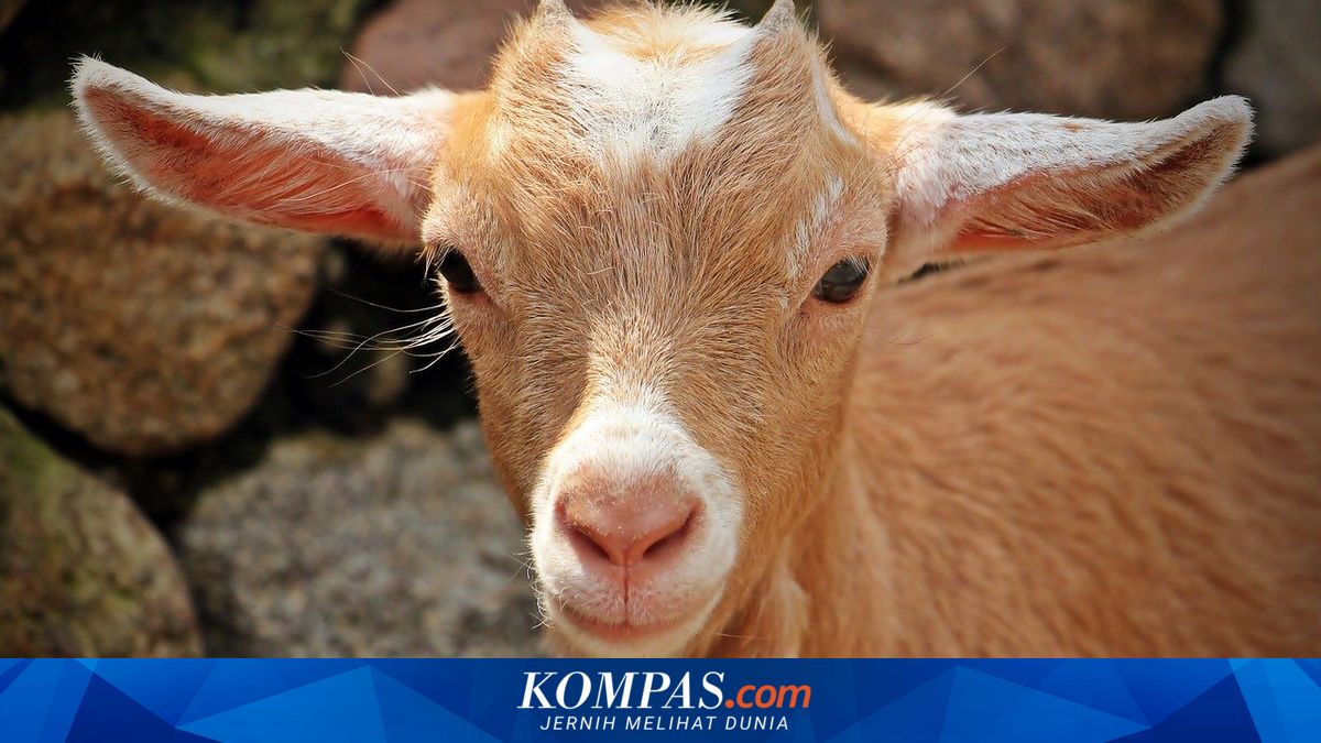 Nama Ilmiah Kambing dan Jenis-Jenis Kambing yang Ada di Indonesia