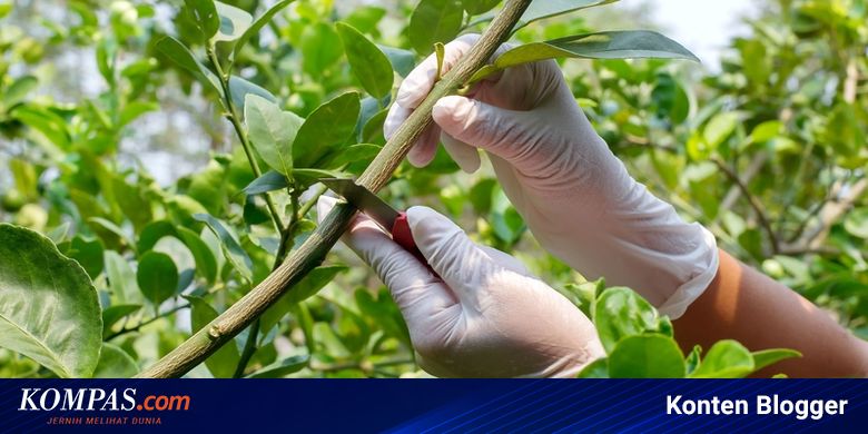 Tips Perbanyak Tanaman Menggunakan Teknik Stek Batang