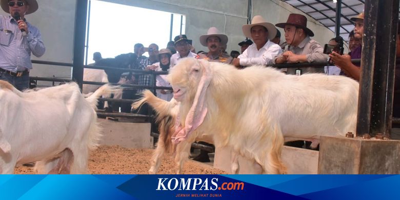 Jelang Idul Adha, Mentan Pastikan Ketersediaan Hewan Kurban Aman dan Mencukupi