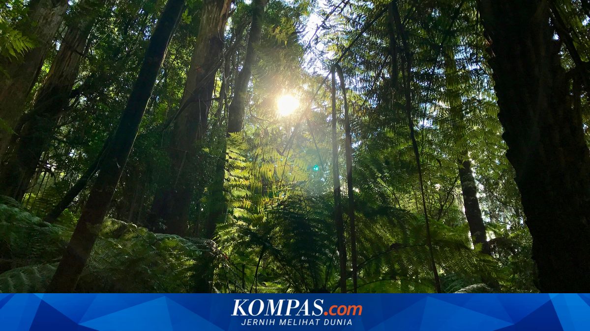 Mengenal Hutan Hujan dan Mengapa Keberadaannya Sangat Penting bagi ...