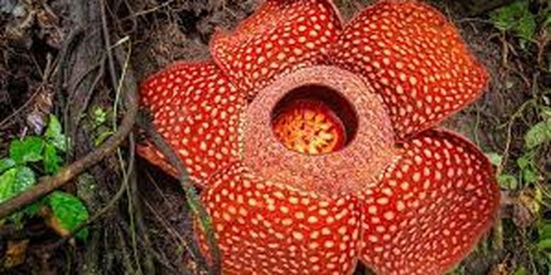 Mengenal Fakta Unik Bunga Rafflesia Arnoldii Yang Kamu Harus Tahu ...