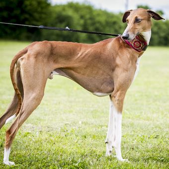6 Ras Anjing Asal Afrika yang Populer dan Menawan