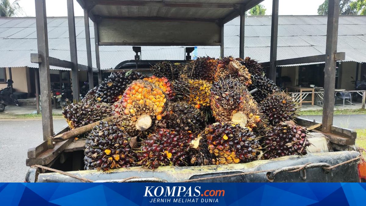 Petani Resah Marak Pencurian Buah Sawit di Bangka Belitung, Pelaku ...