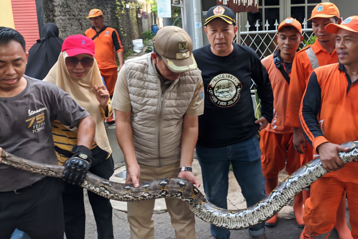 Warga Cilandak Tangkap Ular Sanca 4,5 Meter yang Bersembunyi di Saluran Air Warga Cilandak Tangkap Ular Sanca 4,5 Meter yang Bersembunyi di Saluran Air