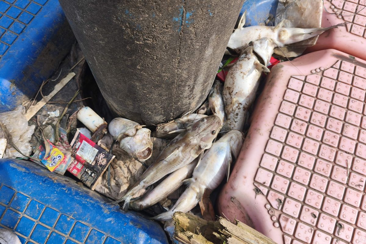 Bangkai Ikan Membusuk di Bantaran, Sungai Cisadane Masih Berbau Menyengat