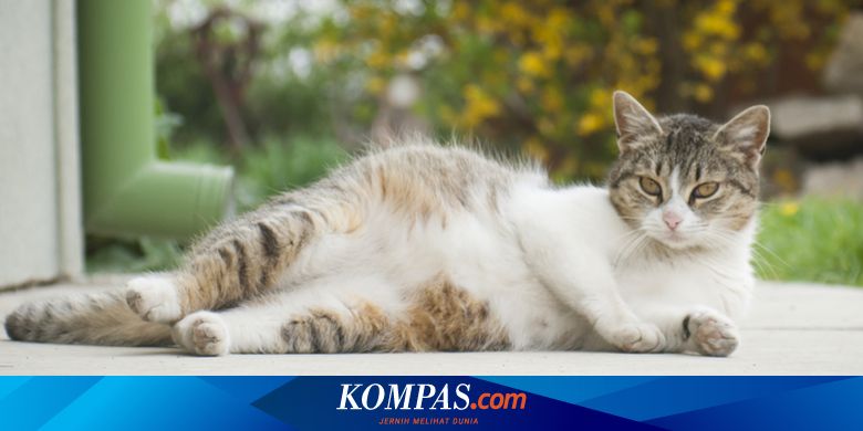 5 Ciri Kucing Hamil yang Perlu Diperhatikan