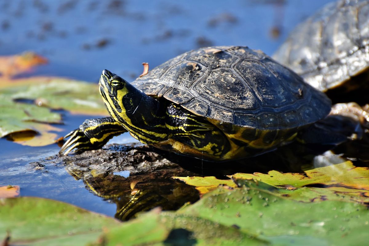 Mengapa Kura-Kura Melakukan Pose Superman? Ini Penjelasan Ilmiahnya