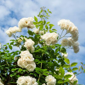 Penyebab Bunga Mawar Mati, Haruskah Memotongnya?