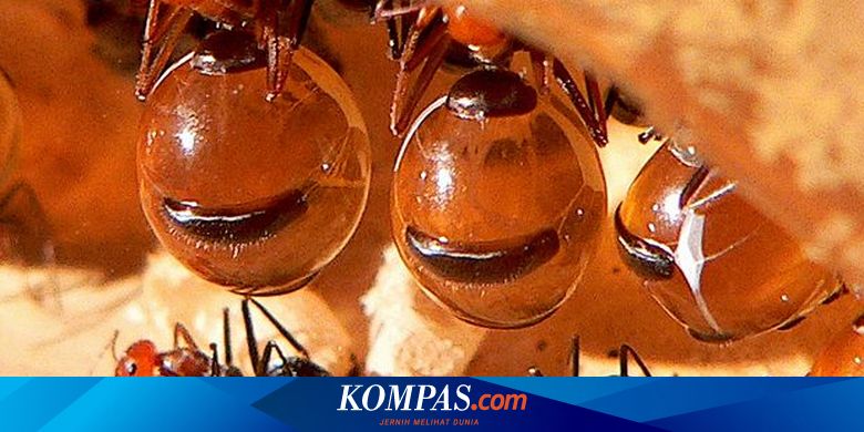Mengenal Semut Honeypot Penghasil Madu