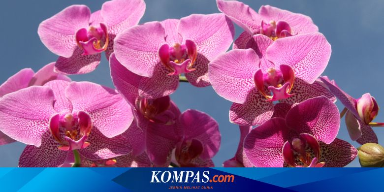 Kenapa Daun Anggrek Menguning? Ini 4 Penyebabnya