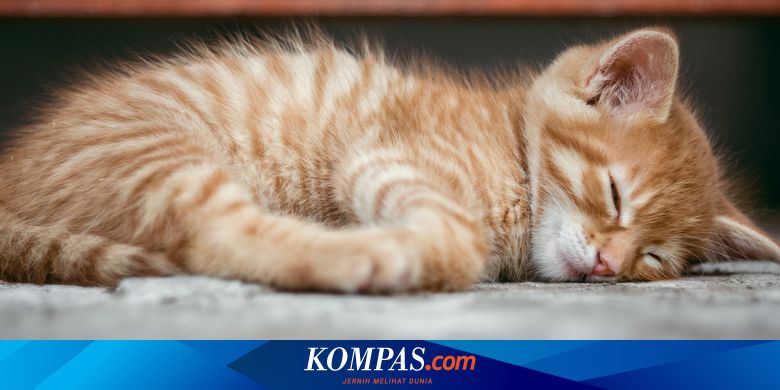 Kisah di Balik Bangkai-bangkai Kucing yang Tersebar di Jalan