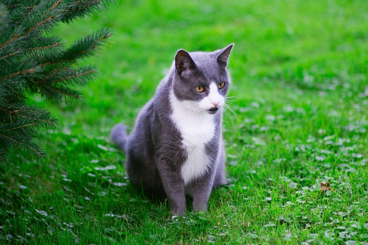 5 Cara Menghilangkan Bau Kotoran Kucing di Halaman Rumah