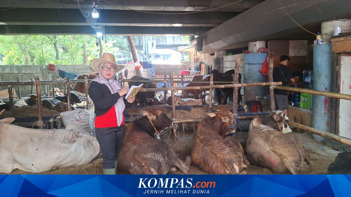 Nyentriknya Emak-emak Bertopi Koboi Jadi SPG Sapi Kurban